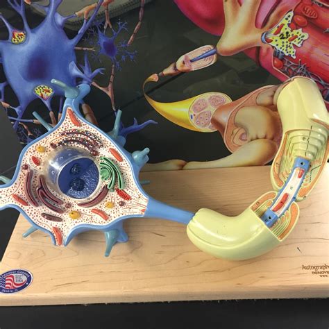 Neuron Model Diagram Quizlet