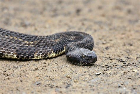Discover Timber Rattlesnake Spiritual Meaning Animals Around The Globe