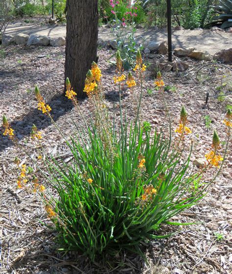 Bulbine South Florida Landscape Design
