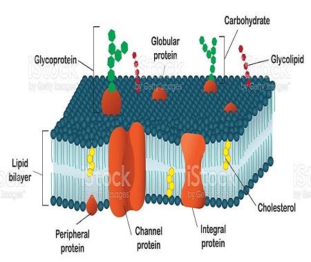 Plasma Membrane Labelled Diagram