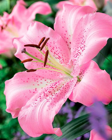 Buy Josephine Bulbs Online Lilies Oriental Hybrids Spring Bloms