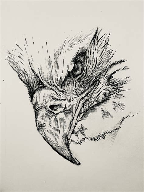 Detailed Owl Drawing