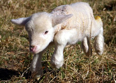Sheep Wikipedia