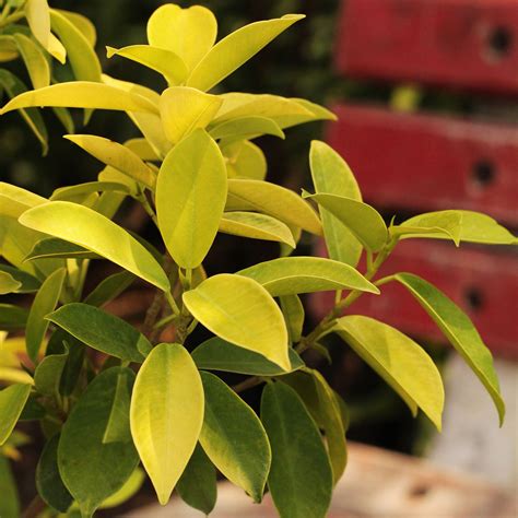 Ficus Panda Plant Lalit Enterprise