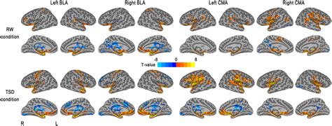 Whole Brain Functional Connectivity Patterns Of The Bla And Cma Before