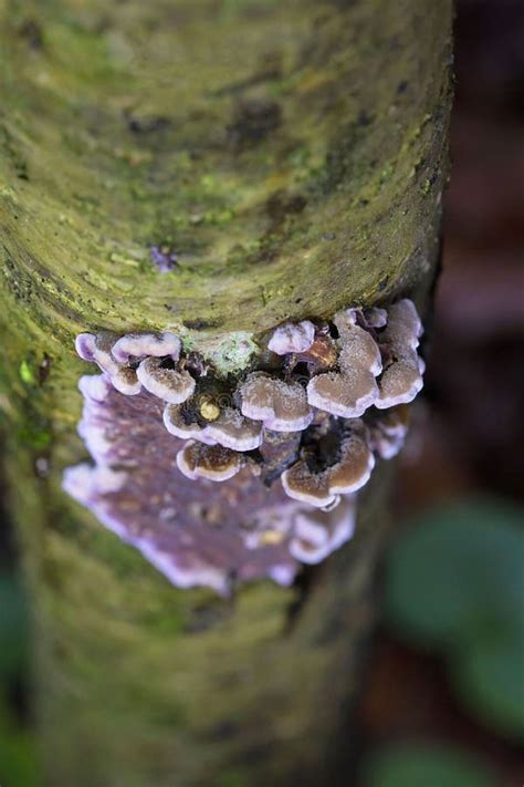 Silver Leaf Is A Fungal Disease Of Trees Caused By The Fungus Plant