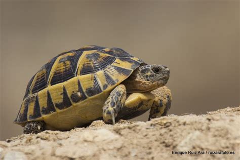 Qué Es Una Tortuga 【anfibios Y Reptiles Para Niños】