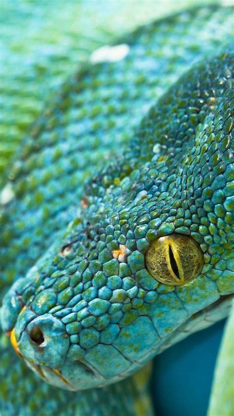 Python Phone Wallpapers Top Free Python Phone Backgrounds