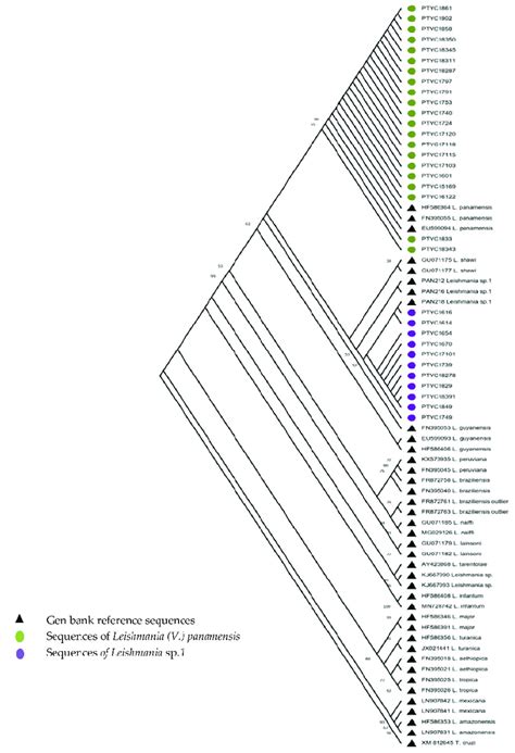 Maximum Likelihood Phylogenetic Tree Based On The Alignment Of 1286