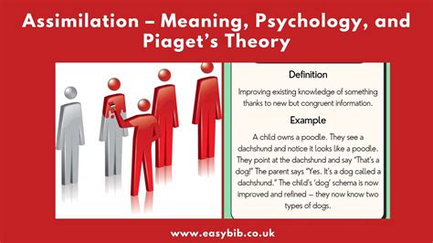 Assimilation Meaning Psychology And Piagets Theory