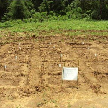 Field Showing Layout Of Plot Download Scientific Diagram