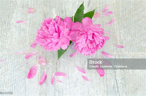 회색 돌 테이블에 꽃병에 분홍색 모란 꽃 두 개 로맨틱 콘서트 어머니의 날 결혼식을 인사 복사 공간을 복사합니다 0명에 대한 스톡 사진 및 기타 이미지 Istock