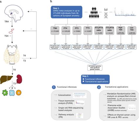 Multi Trait Analysis Characterizes The Genetics Of Thyroid Function And Rosalie S