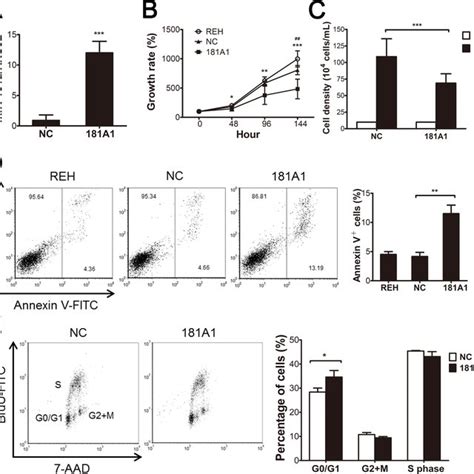 Etv6 Runx1 Inhibits Mir181a1 Transcription Via Binding To The