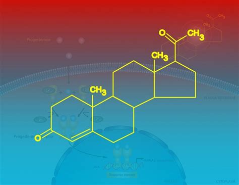 Progesterone A Male Hormone