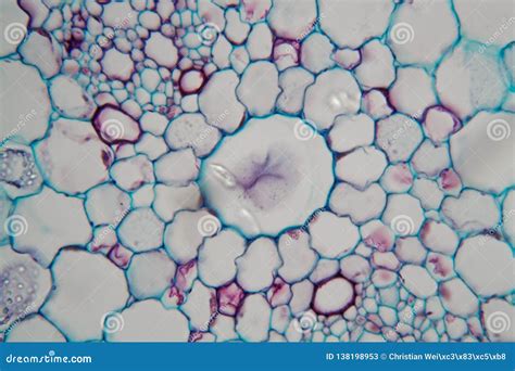 Water Lily Nymphaea Stem Under The Microscope Stock Image Image Of