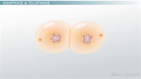 Cell Division Overview Process Purpose Lesson Study Com