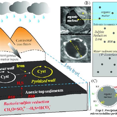 A A Model Explaining The Preservation Of Chrysophyte Cysts Under Download Scientific Diagram