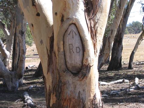 Survey Reference Trees