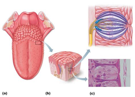 Diagram Of Taste Buds Taste Tongue Sense Map Science Buds Se