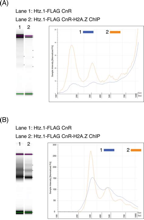 Tapestation Analysis Of Cutandrun Chip Experiments Example Gel Images Download Scientific