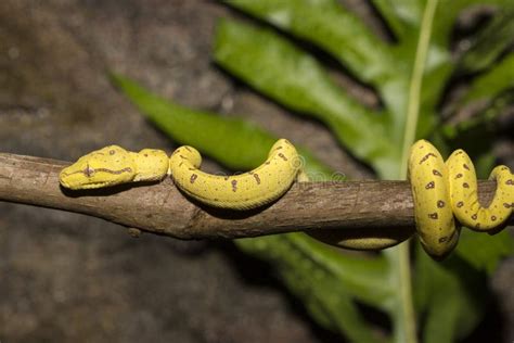 Green Python 2 Stock Image Image Of Australia Head 61345883