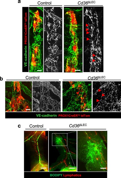 Cd36Δlec Mice Have More Discontinuity Of Lec Ve Cadherin Junctions And Download Scientific