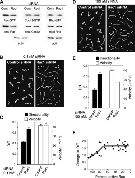 Suppression Of Rac1 Expression Lowers Rac Activity And Inhibits Random Download Scientific