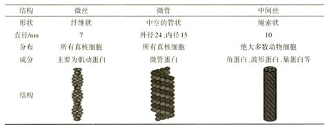 用科学实例告诉你：细胞骨架与各种生命活动的关系 过程 蛋白 运输