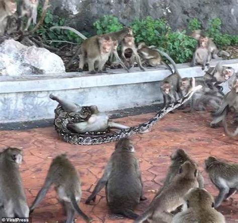 Python Coils Around Monkey And Suffocates It To Death As Dozens Of Its