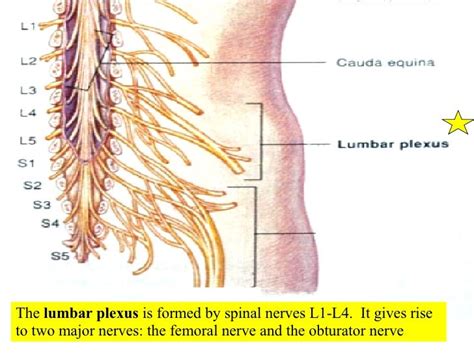 Spinal Cord Plexus