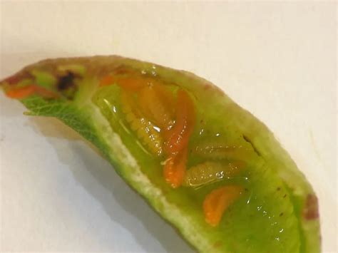 虫瘿植物身上的奇特果实 哔哩哔哩