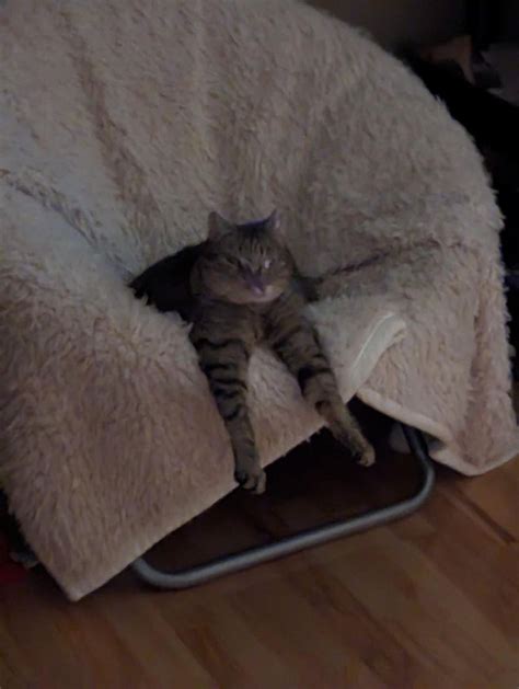 Weird Cat Ft Weird Camera Glitch Rwhatswrongwithyourcat