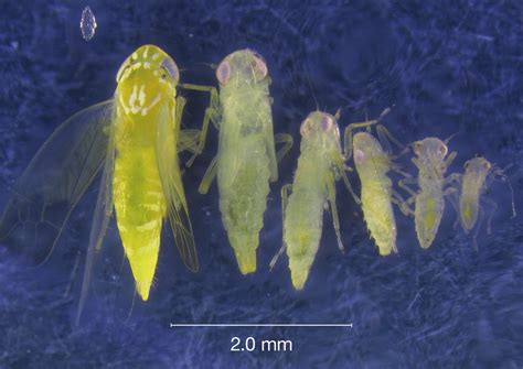 Leafhopper Pest The Plumeria