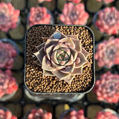 Echeveria Mysterious Rose Carunculated 1 Succulent Plant Cutting
