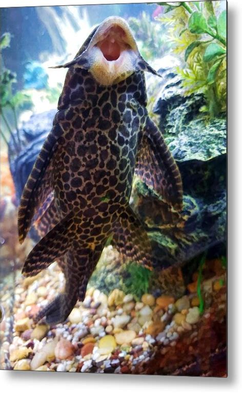 Plecostomus