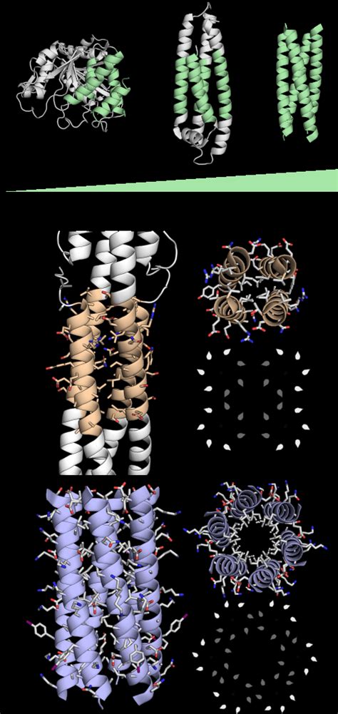Four Helix Bundles Adopt A Range Of Topologies With Irregular To Highly Download Scientific