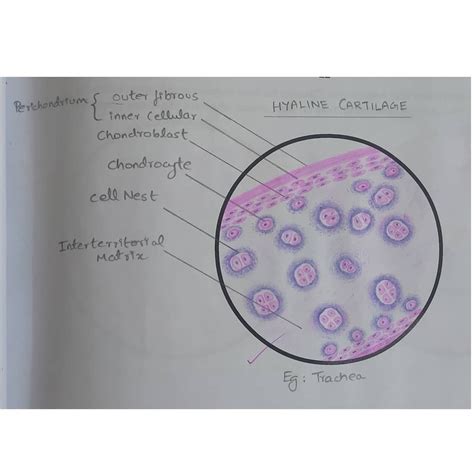 Histology Of Hyaline Cartilage