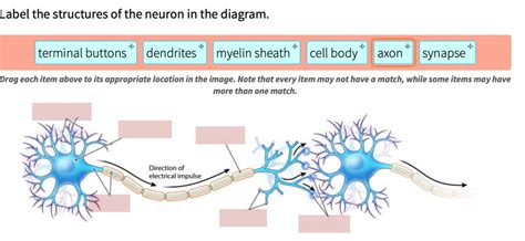 Label The Structures Of The Neuron In The Diagram Terminal Buttons Dendrites Myelin Sheath Cell
