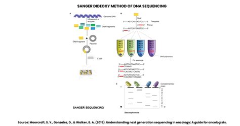 Sanger Method Of Dna Sequencing Principles And 7 Steps