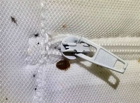 Why Diy Bed Bug Control Doesnt Work