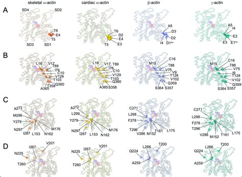 Similarities And Differences Between Actin Isoforms A Sequence Download Scientific Diagram