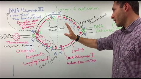 replication bubble