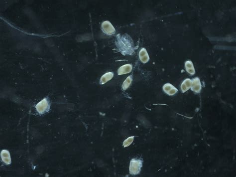 moina object detection dataset by shrimp dectection