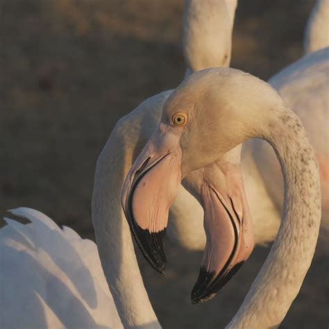 Faizan J On Linkedin Dubaisurprise