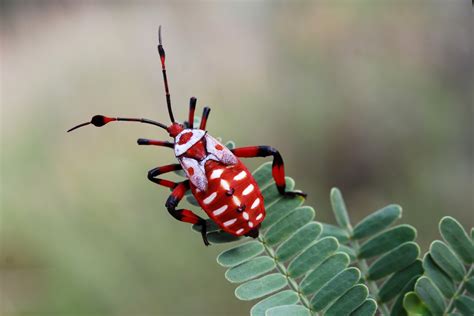 Free Computer Wallpaper For Insect Coolwallpapers Me
