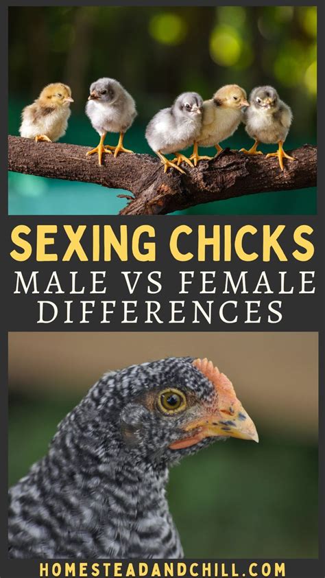 Male Or Female Chicks 5 Ways To Tell The Difference With Photos