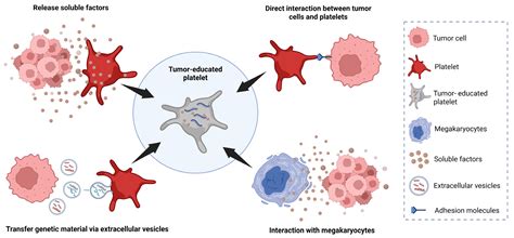 Tumor Educated Platelets In Urological Tumors A Novel Biosource In