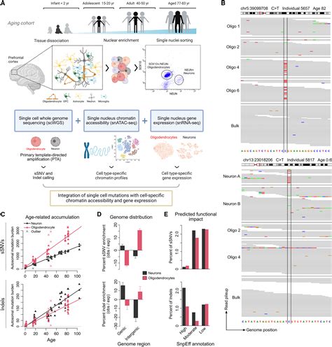 Contrasting Somatic Mutation Patterns In Aging Human Neurons And Oligodendrocytes Cell