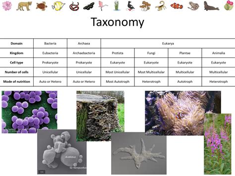 Taxonomy Powerpoint Slideshow Teaching Resources